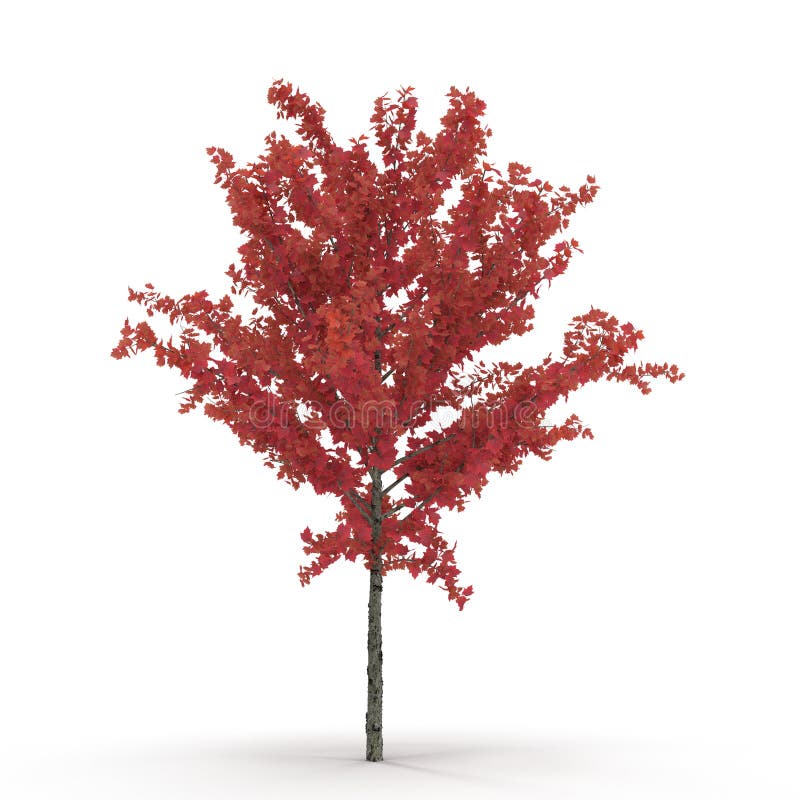 Young Red Maple Stock Illustrations – 523 Young Red Maple Stock ...