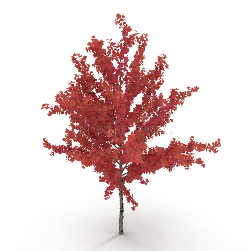 Medium Lush Red Maple Isolated Ob White Stock Image - Image of plant ...