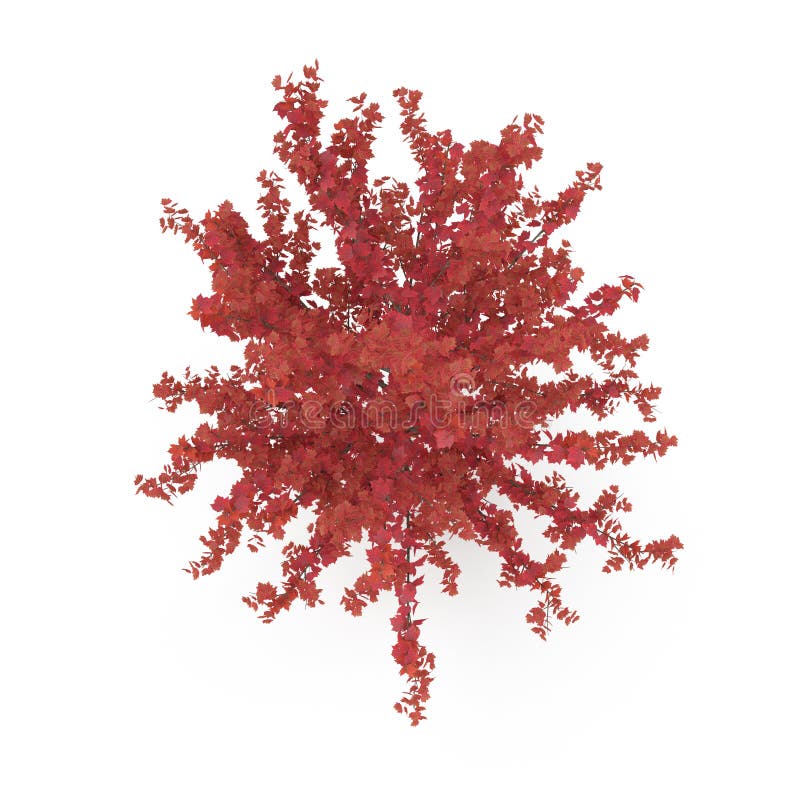 Young Red Maple Stock Illustrations – 523 Young Red Maple Stock ...