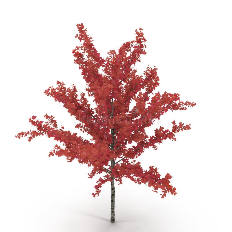 Young Red Autumn Maple Tree Isolated on White. 3D Illustration Stock ...