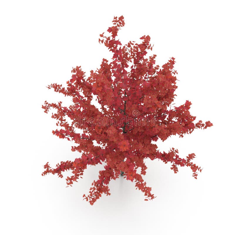Red Autumn Maple Tree Isolated on White. 3D Illustration Stock ...