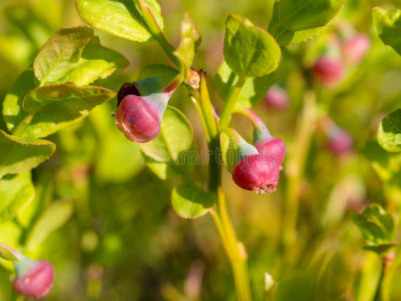 Young red berries stock image. Image of plant, detail - 193904121