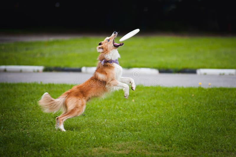 Young Red Border Collie Catching Flying Disc Stock Image - Image of ...