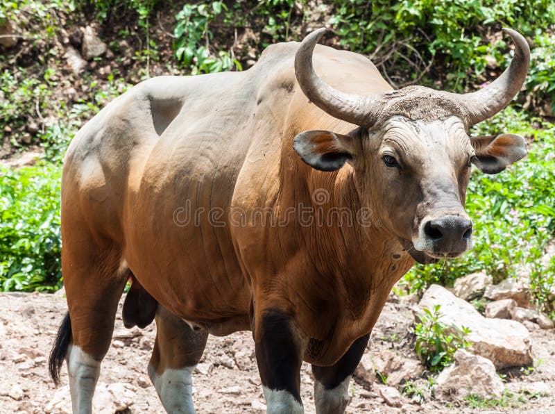Red brahman zebu bull stock photo. Image of livestock - 27764604