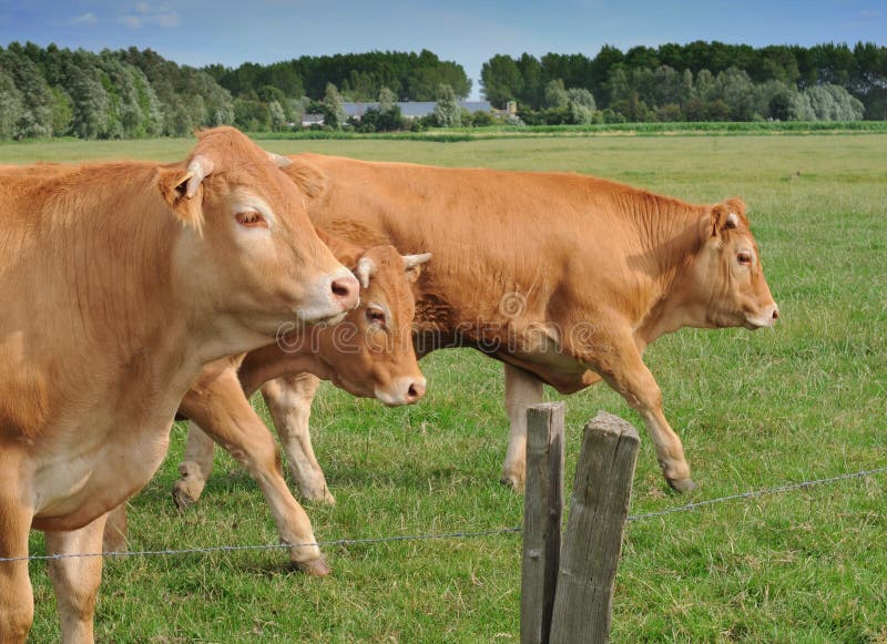Young red bulls stock image. Image of farm, young, ruminant - 15209175