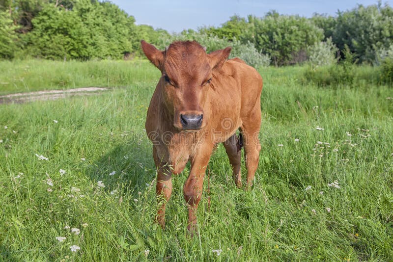 Young red calf stock photo. Image of farmland, bull, fresh - 93860458