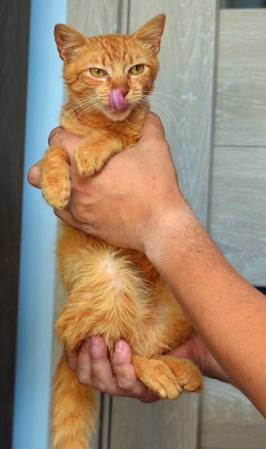 Young Red Cat with Amber Eyes in His Hands Stock Image - Image of kitty ...