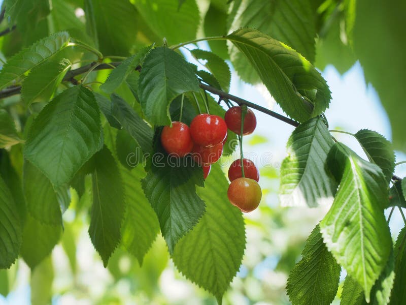 Young Red Cherries in the Garden Stock Photo - Image of summer, nature ...
