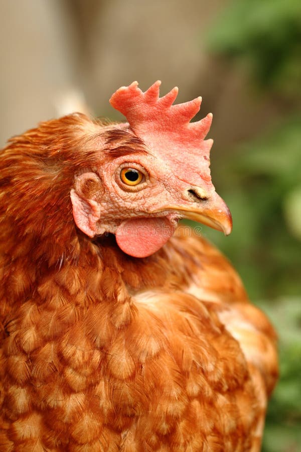 Young red chicken stock image. Image of farm, female - 65312357