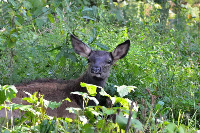 Young Red Deer Fawn stock image. Image of looking, innocent - 44496235
