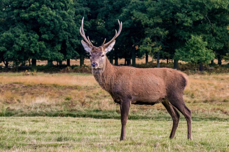 Young Red Deer Stag stock image. Image of bellow, season - 79484735