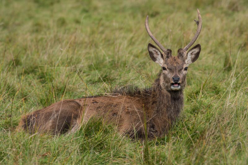 Deer Stag Head Stock Images - Download 6,191 Royalty Free Photos
