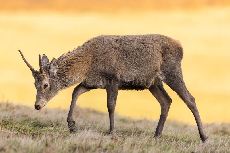 Young Red Deer Stag Walking in a Field. Stock Image - Image of shallow ...