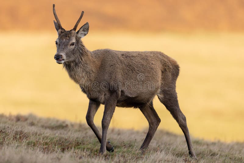 Young Red Deer Stag Walking in a Field. Stock Photo - Image of stag ...