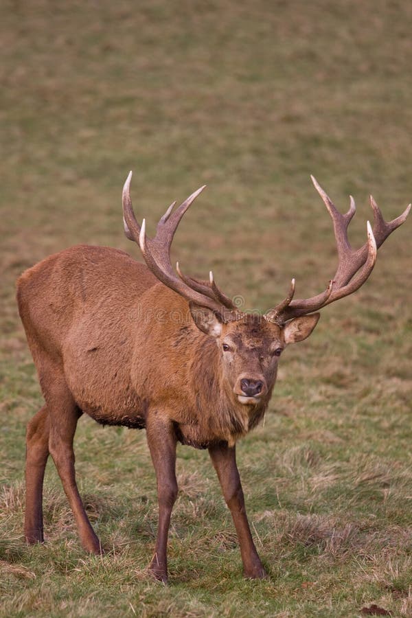 Young Red Deer Stag in Winter Stock Image - Image of antler, wildlife ...
