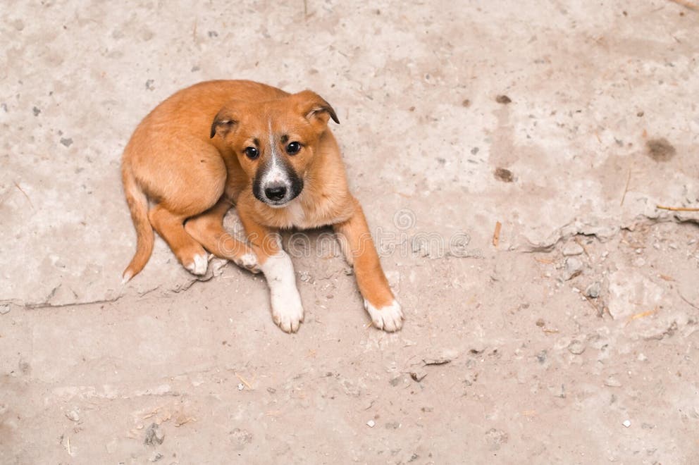 Young Dog Sitting on the Floor Stock Image - Image of crate, mongrel ...