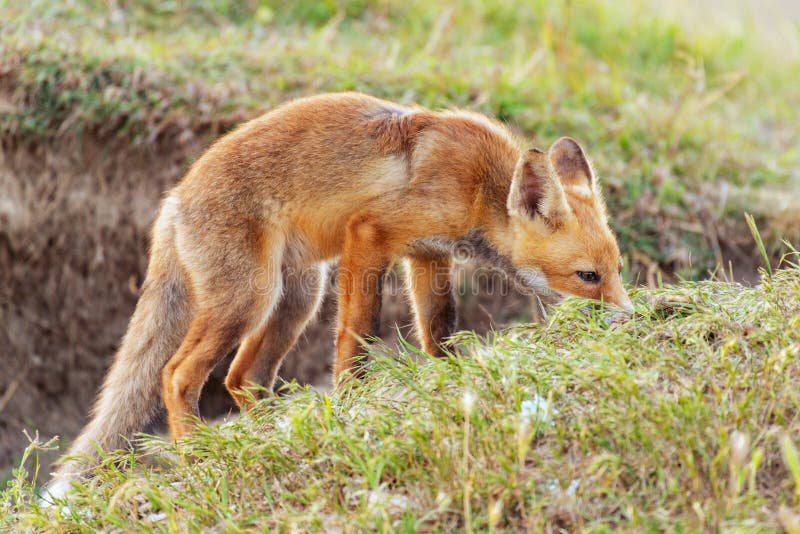 A Young Red Fox in a Beautiful Light. Vulpes Vulpes Stock Image - Image ...
