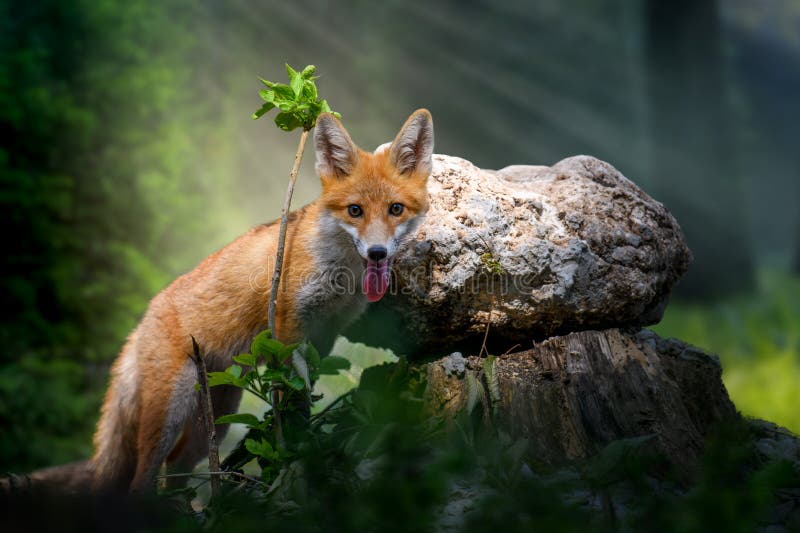 Young Red Fox with Branch Near Stone in Mystical Forest in the Natural ...