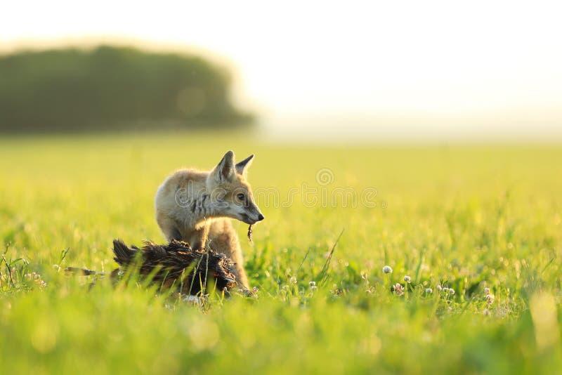 Young Red Fox with Catched Bird on Meadow in the Morning - Vulpes ...