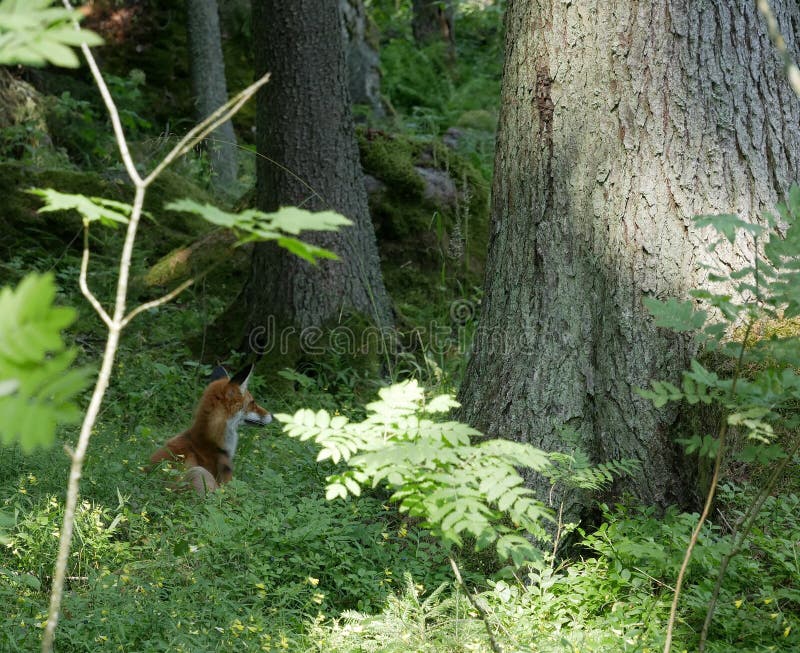 A Young Red Fox in a Coniferous Forest on a Sunny Summer Day. a ...