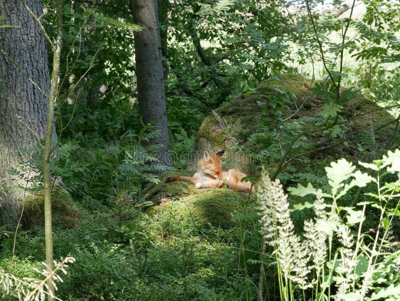 A Young Red Fox in a Coniferous Forest on a Sunny Summer Day. a ...