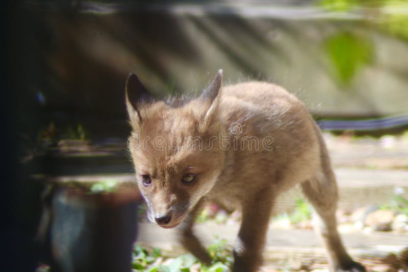 A young red fox cub stock image. Image of naturephotography - 246183801