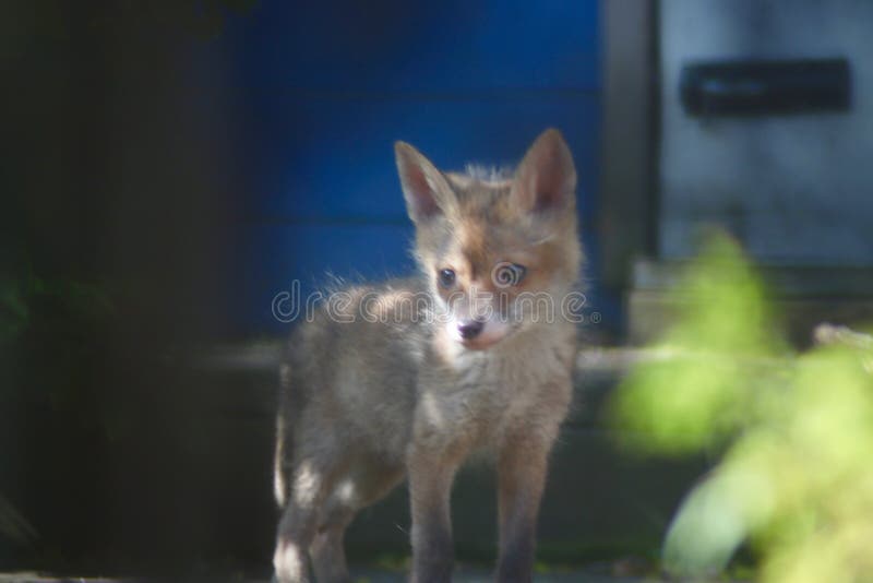 A young red fox cub stock photo. Image of naturephotography - 246183708