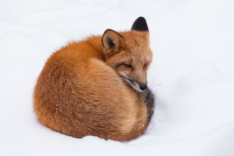 Young Red Fox Genus Vulpes Napping Curled Stock Image - Image of snow ...