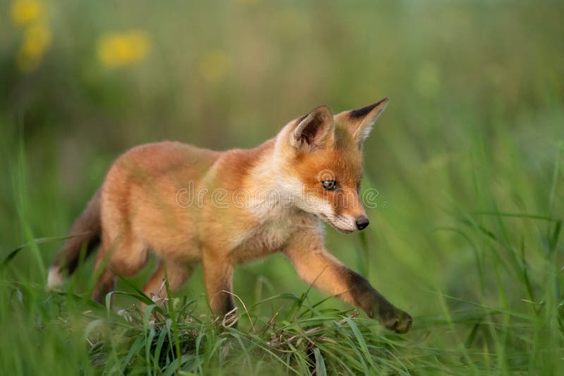 Young Red Fox in Grass on a Beautiful Light Stock Image - Image of ...