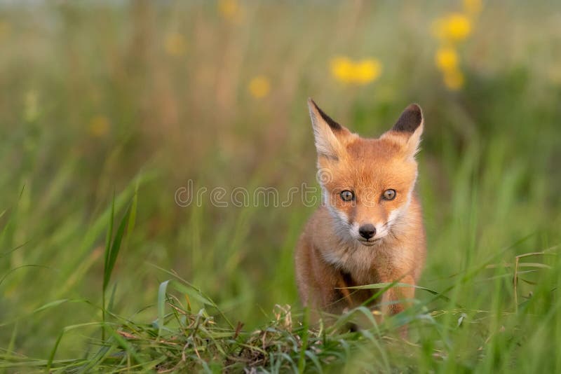 Young Red Fox in Grass on a Beautiful Light Stock Photo - Image of ...