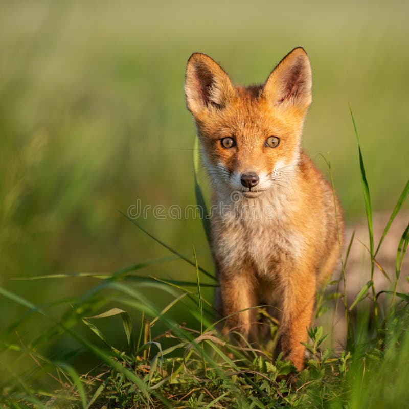 Young Red Fox in Grass on a Beautiful Sunlight Stock Image - Image of ...