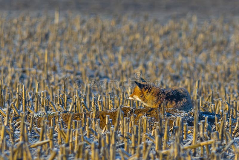 Young Red Fox is Hiding on Field Stock Image - Image of mammal, hunt ...