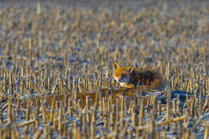 Young Red Fox is Hiding on Field Stock Image - Image of hunting ...