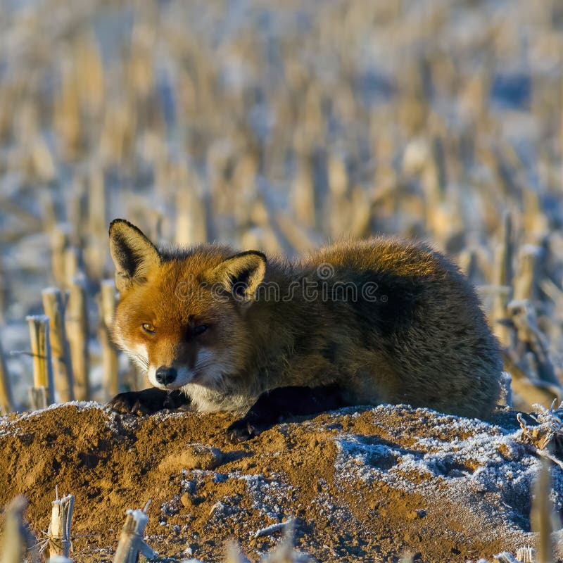 Young Red Fox is Hiding on Field Stock Image - Image of nose, carnivore ...