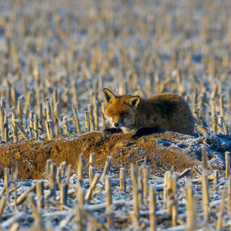 Young Red Fox is Hiding on Field Stock Photo - Image of detail, nose ...