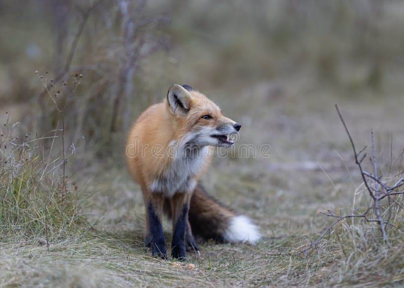A Young Red Fox Hunting in a Grassy Meadow in Autumn. Stock Image ...