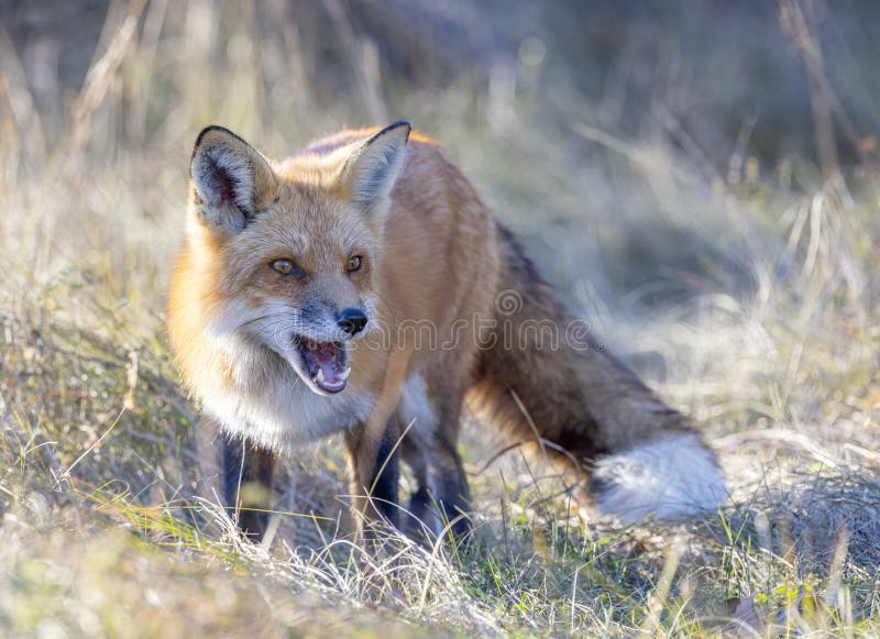 Barking N Stock Photos - Free & Royalty-Free Stock Photos from Dreamstime