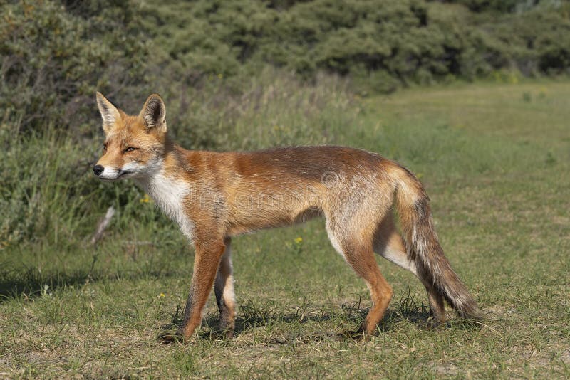 Young Red Fox, the Largest of the True Foxes, Standing Staring in a ...