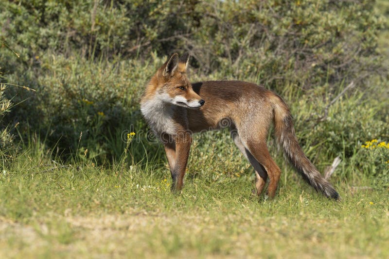 Young Red Fox, the Largest of the True Foxes, Standing Looking Back in ...