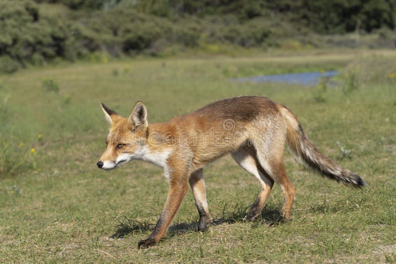 Young Red Fox, the Largest of the True Foxes, Walking in a Dune Area ...