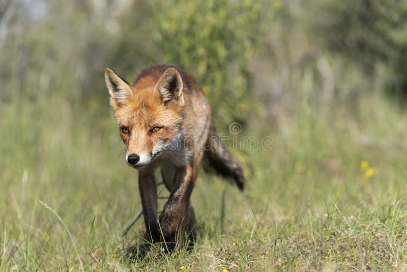 Young Red Fox, the Largest of the True Foxes, Walking in a Dune Area ...