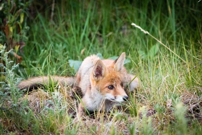 Red Fox Laying Down Stock Photos - Free & Royalty-Free Stock Photos ...
