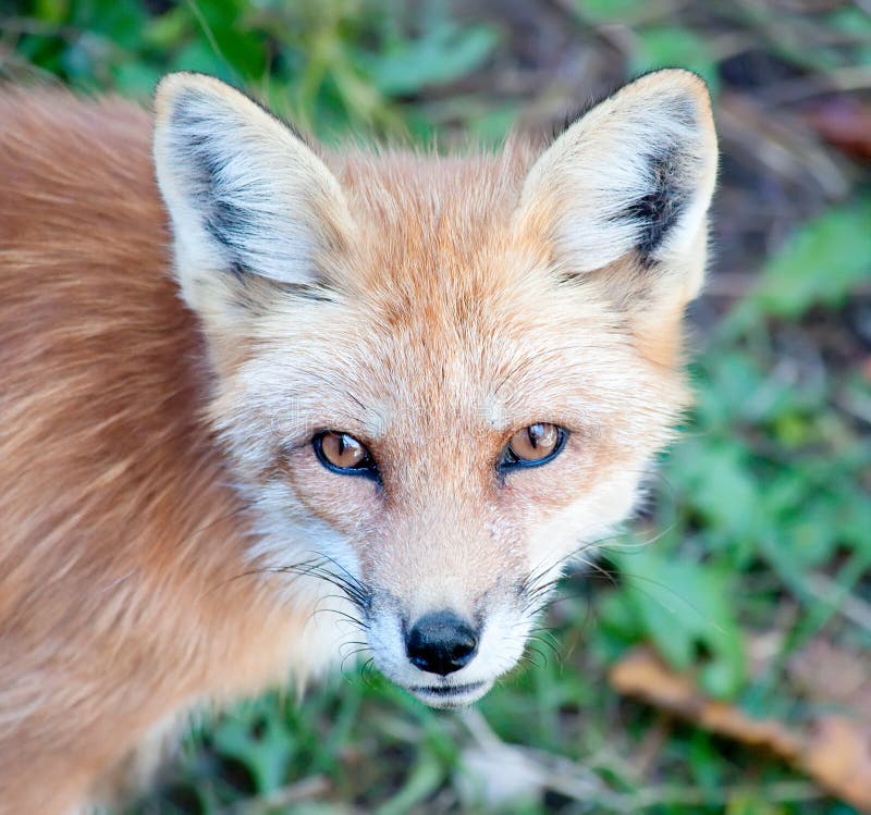 Young Red Fox Looking at Camera Stock Image - Image of face, creature ...
