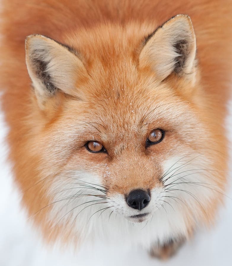 Young Red Fox in the Snow Looking at the Camera Stock Image - Image of ...