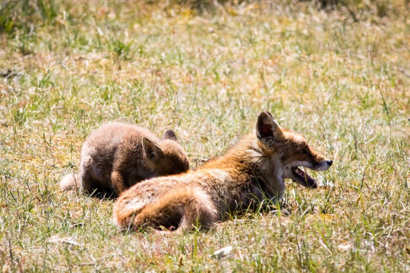 Young Red Fox with Mother Relaxing in the Grass Stock Photo - Image of ...