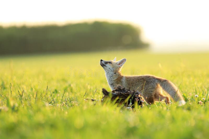 Young Red Fox with Prey on Meadow - Vulpes Vulpes Stock Image - Image ...