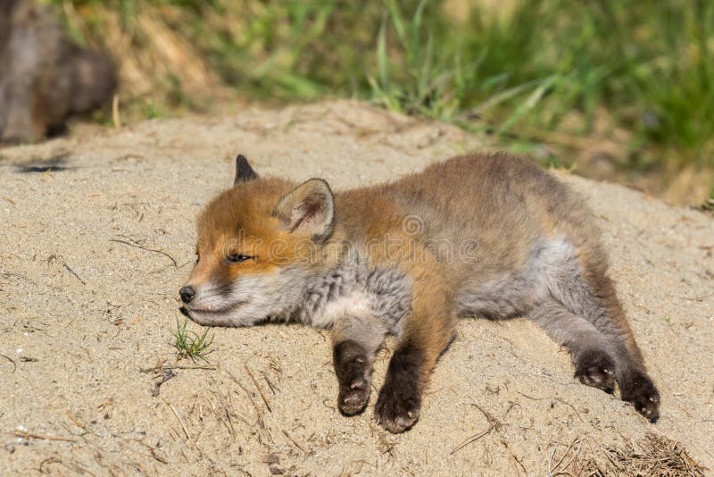 Young Red Fox Resting in the Sun Stock Photo - Image of animal, cute ...