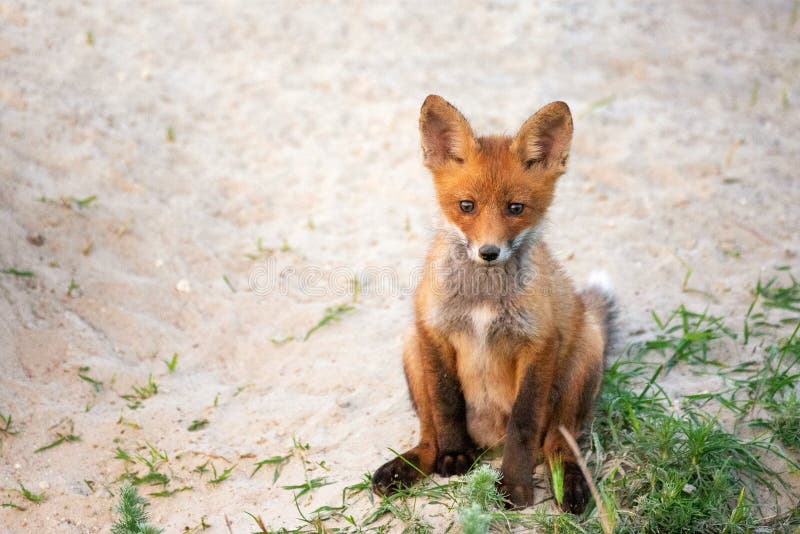 Young Red Fox Sitting Near His Burrow Stock Image - Image of babyfox ...