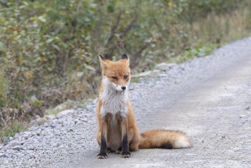 Young Red Fox Sitting on Road Stock Photo - Image of attractive ...