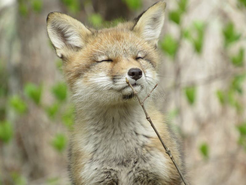 Young Red Fox Sniffing Ground in the Forest Stock Image - Image of cute ...